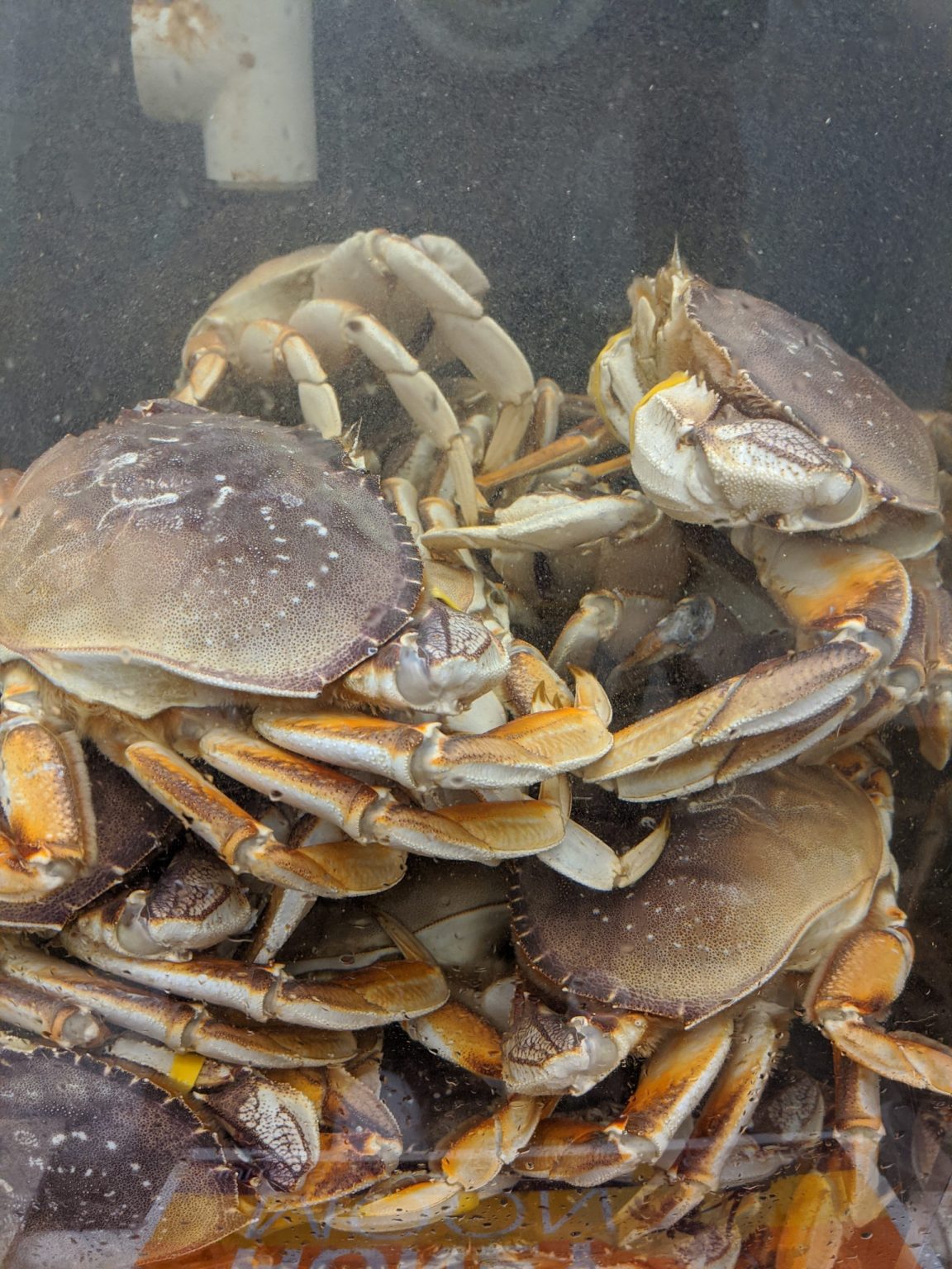 Effing Fresh • Effing Seafoods